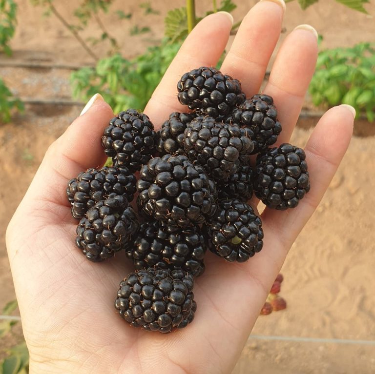 Frutta e verdura – Agricolalentamente